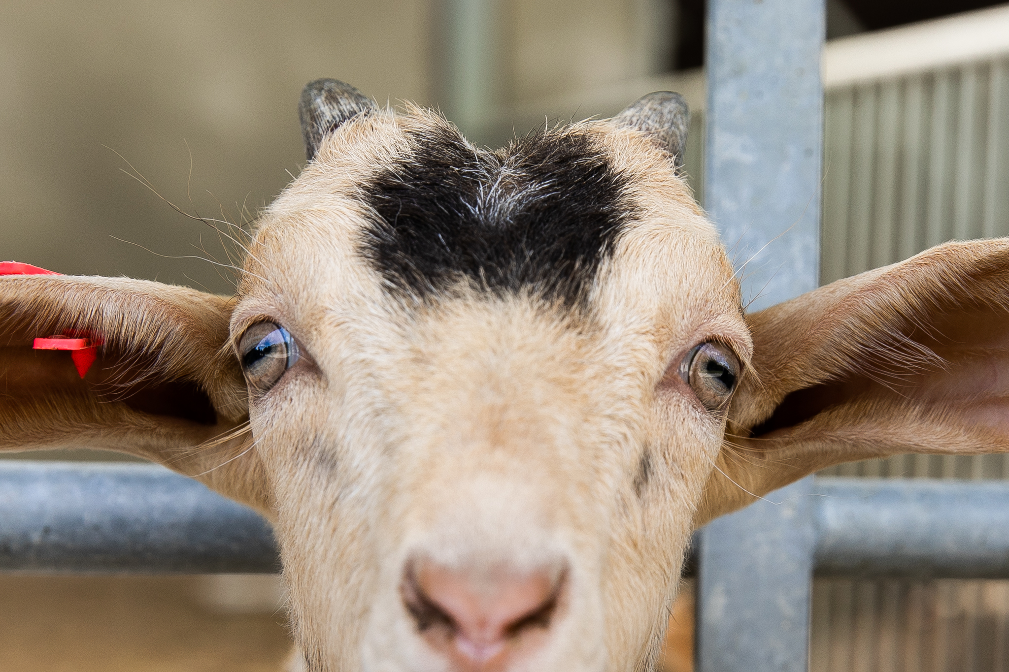 Tule külla - Andri-Peedo Talu