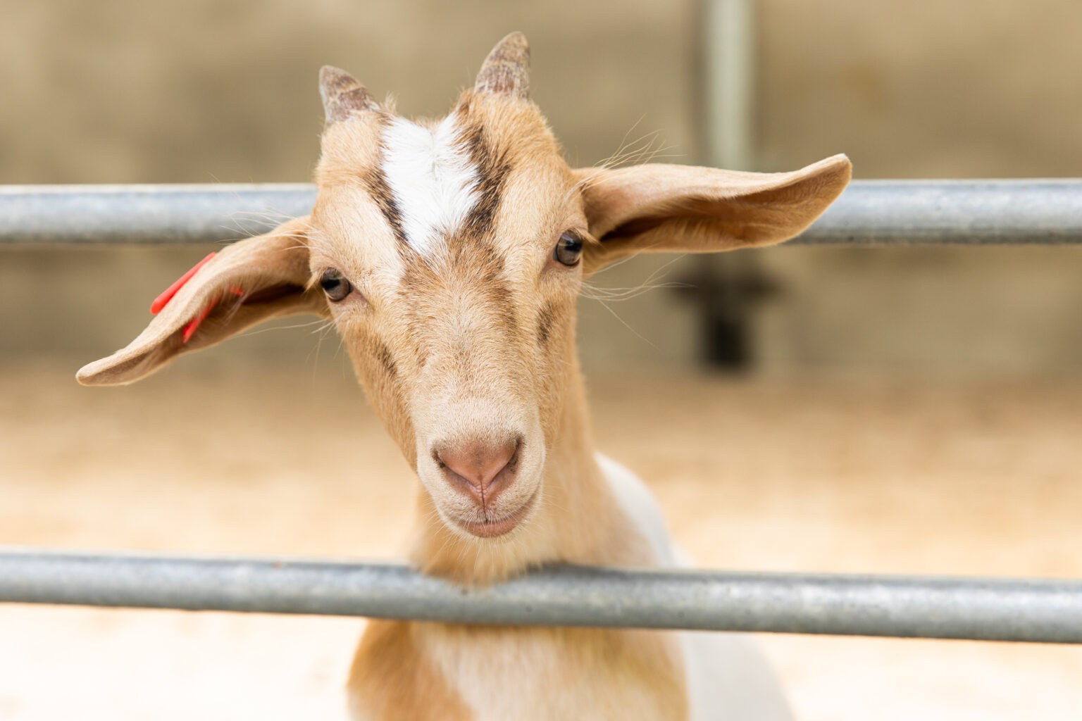 Andri-Peedo Talu - Kitsepiim ja piimatooted rõõmsate kitsede piimast.