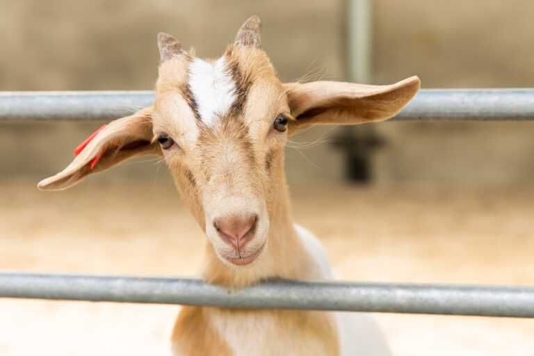 Andri-Peedo Talu - Kitsepiim ja piimatooted rõõmsate kitsede piimast.